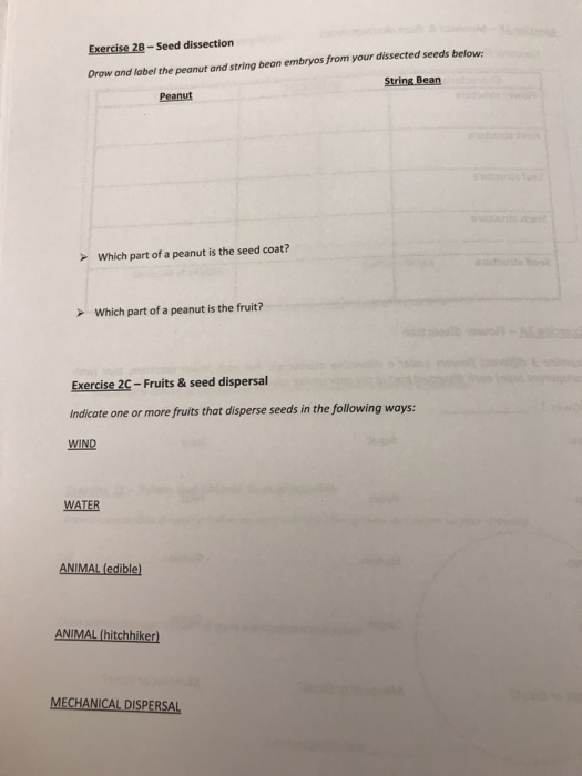 Solved Exercise 2B-Seed dissection Draw and label the peanut | Chegg.com
