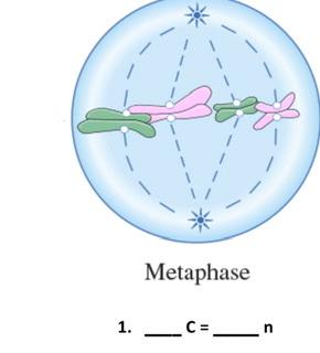 Solved 1. Draw the cell in mitotic ProMetaphase and indicate | Chegg.com