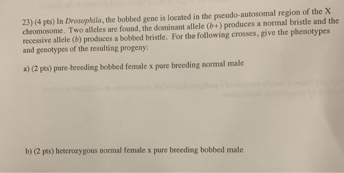 Solved 23) (4 pts) In Drosophila, the bobbed gene is located | Chegg.com