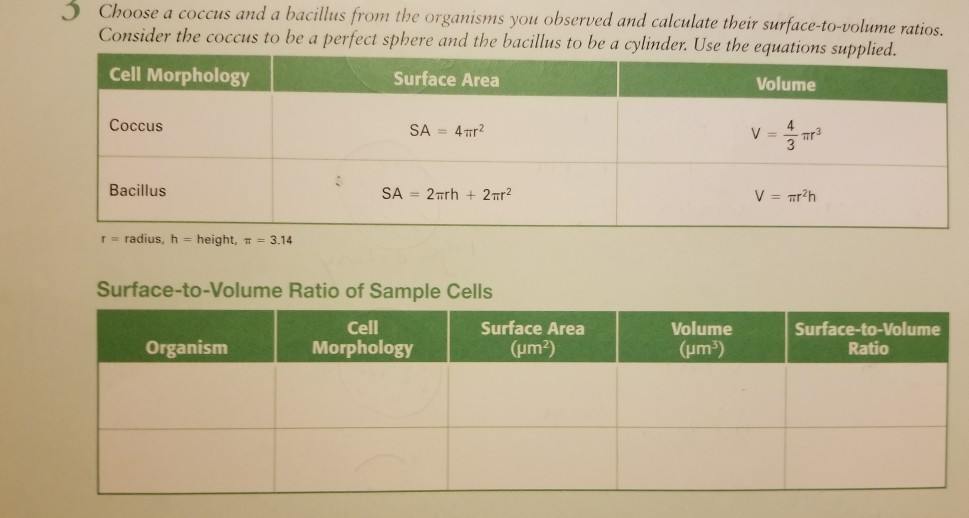 Solved Choose a coccus and a bacillus from the organisms you | Chegg.com