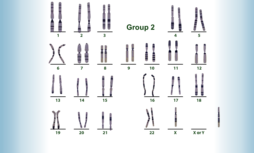 Solved This is a Human Karyotype activity, I'm not sure if I | Chegg.com