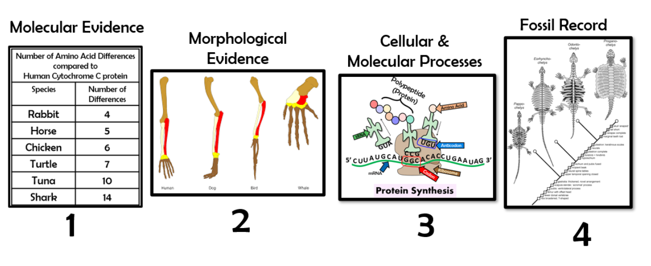 Solved Evidence of Evolution- 4 ﻿typesRead each statement | Chegg.com