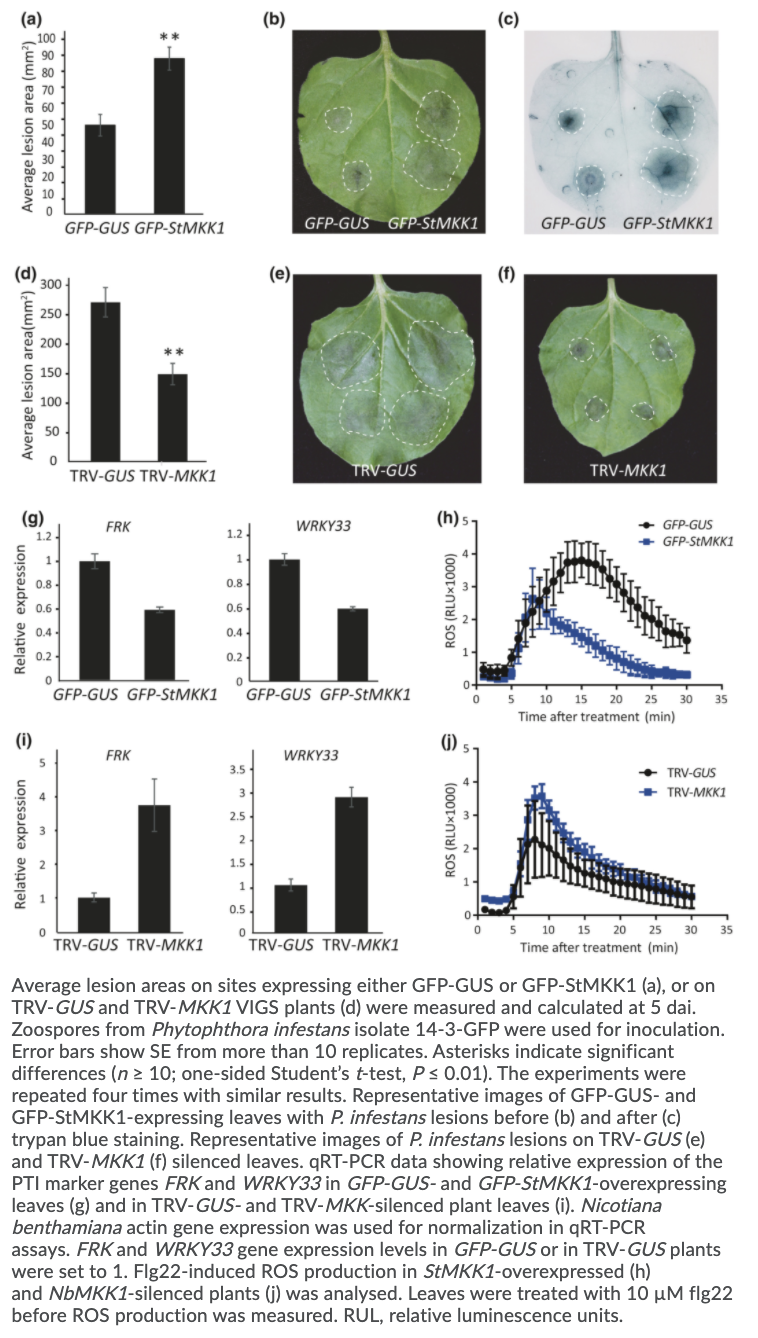 Solved (b) (c) (a) 100 90 Average lesion area (mm)_ GFP-GUS | Chegg.com