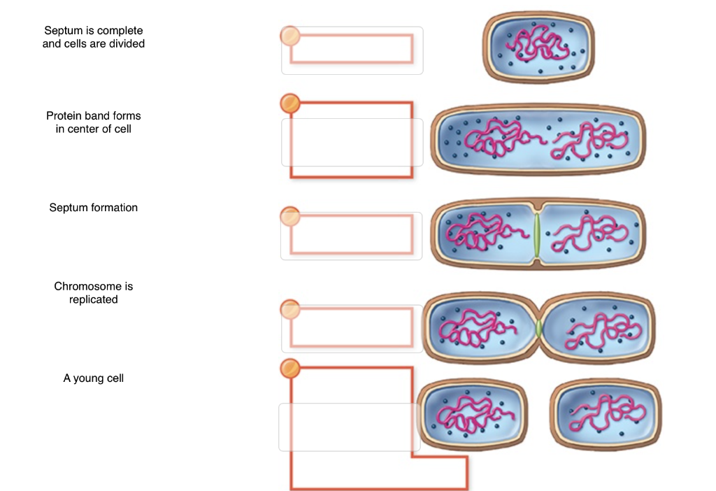 Solved Septum is complete and cells are divided Protein band | Chegg.com