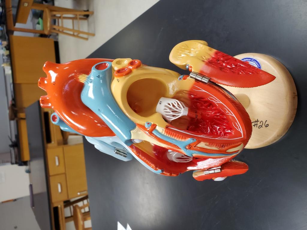 Solved 96# Autographed Anatomy #26 Autographed Anatomy des | Chegg.com