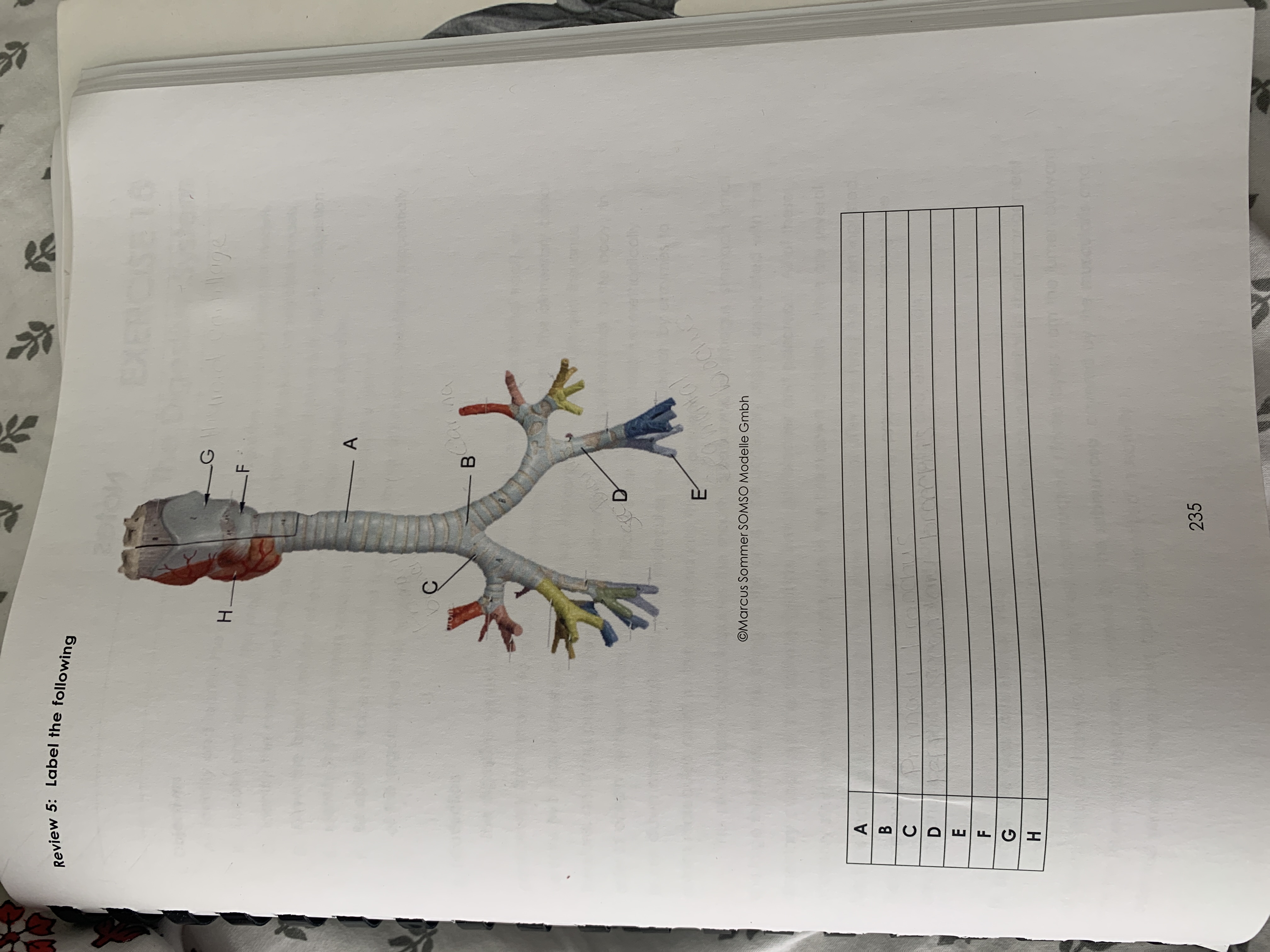 Solved Review 5: Label the following (CMarcus Sommer SOMSO | Chegg.com