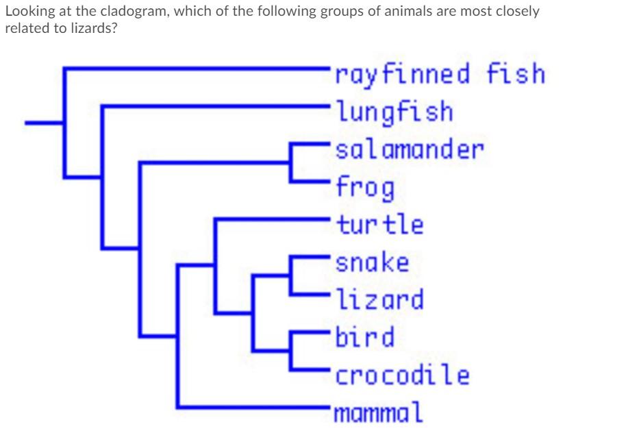 Solved Looking at the cladogram, which of the following | Chegg.com