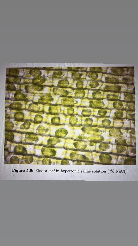 Solved Using the image Elodea cell tissue in the lab manual, | Chegg.com