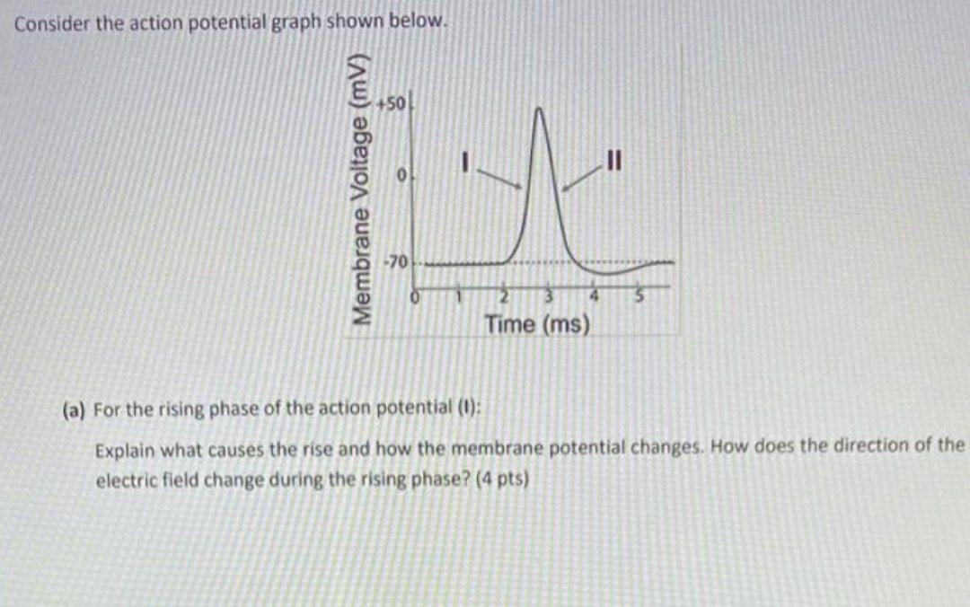 Solved Consider the action potential graph shown below. 150 | Chegg.com