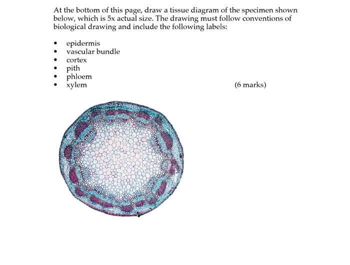 Xylem And Phloem Drawing