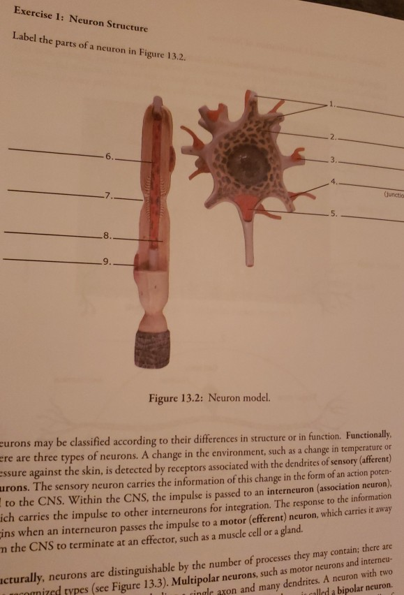 Solved Exercise 1: Neuron Structure Label the parts of a | Chegg.com