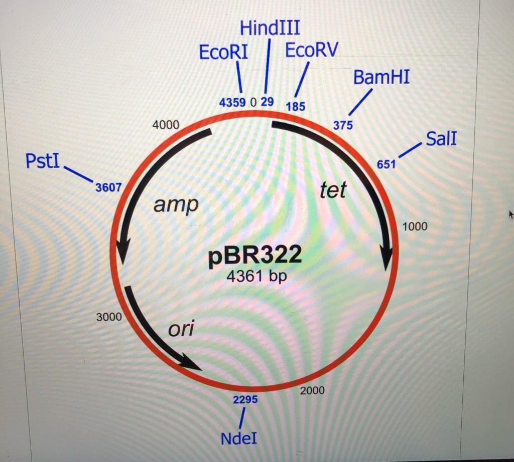 Solved Refer to the provided restriction map of the pBR322. | Chegg.com