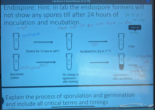 Solved Question 1: explain process of sporulation and | Chegg.com