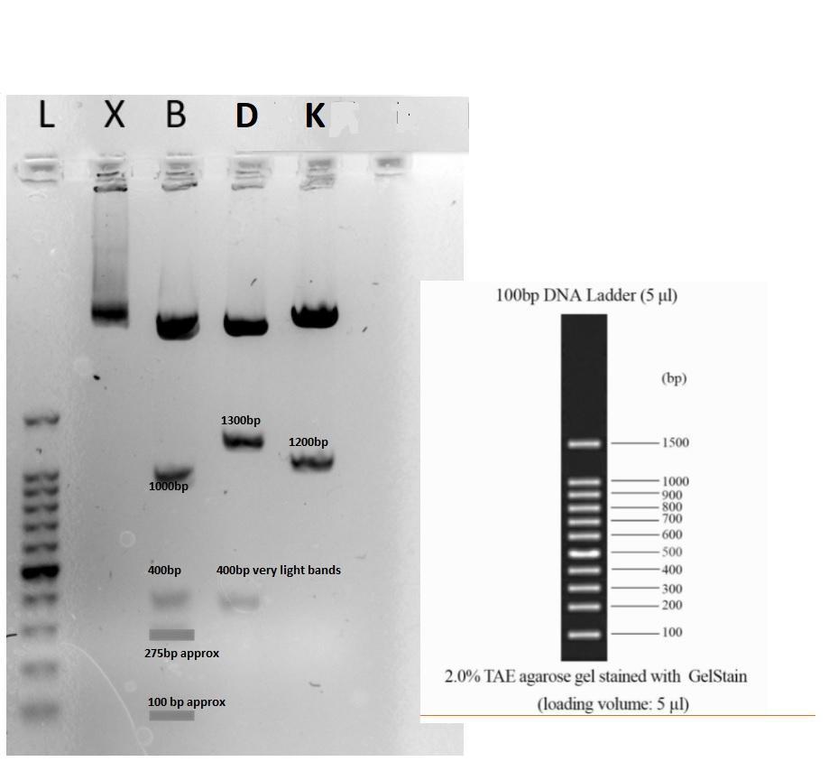construct a Restriction Map and a Standard Curve, | Chegg.com