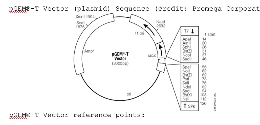 Pgem T Vector Sequence