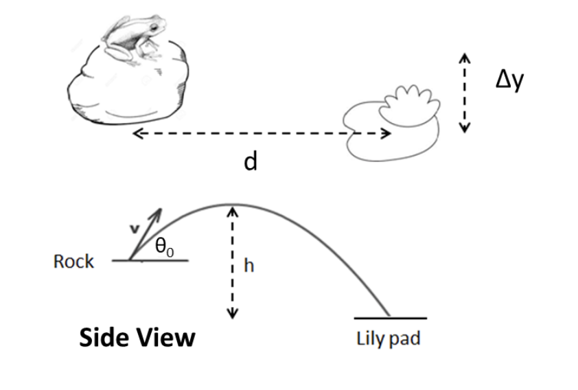Solved A frog jumps from a rock through a distance of 0.9 m | Chegg.com