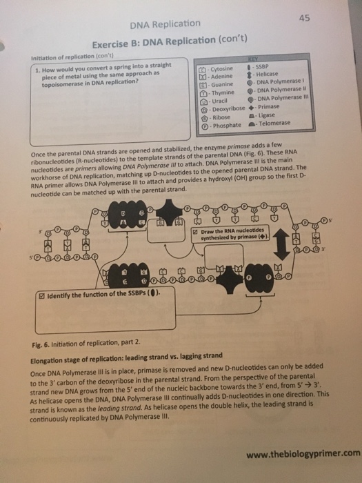 Solved 45 DNA Replication Exercise B: DNA Replication | Chegg.com
