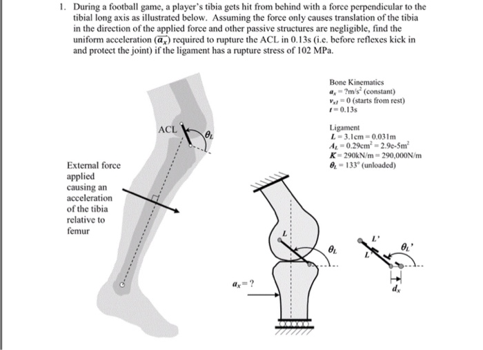 Solved 1. During a football game, a player's tibia gets hit | Chegg.com