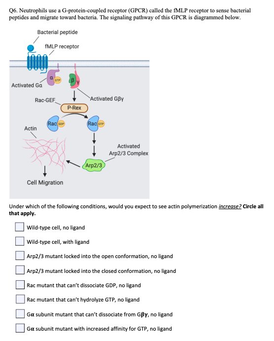 Solved Q6. Neutrophils use a G-protein-coupled receptor | Chegg.com