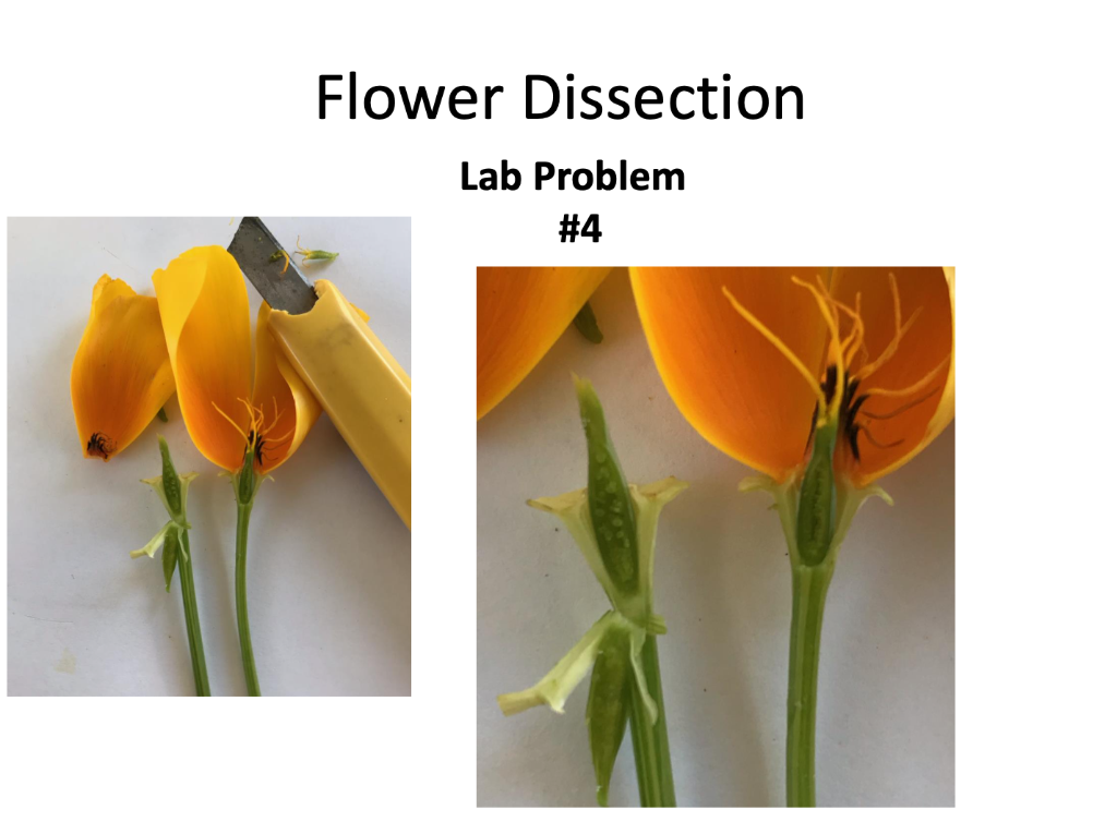 Solved Plant Anatomy lab Goal of the lab: Become familiar | Chegg.com
