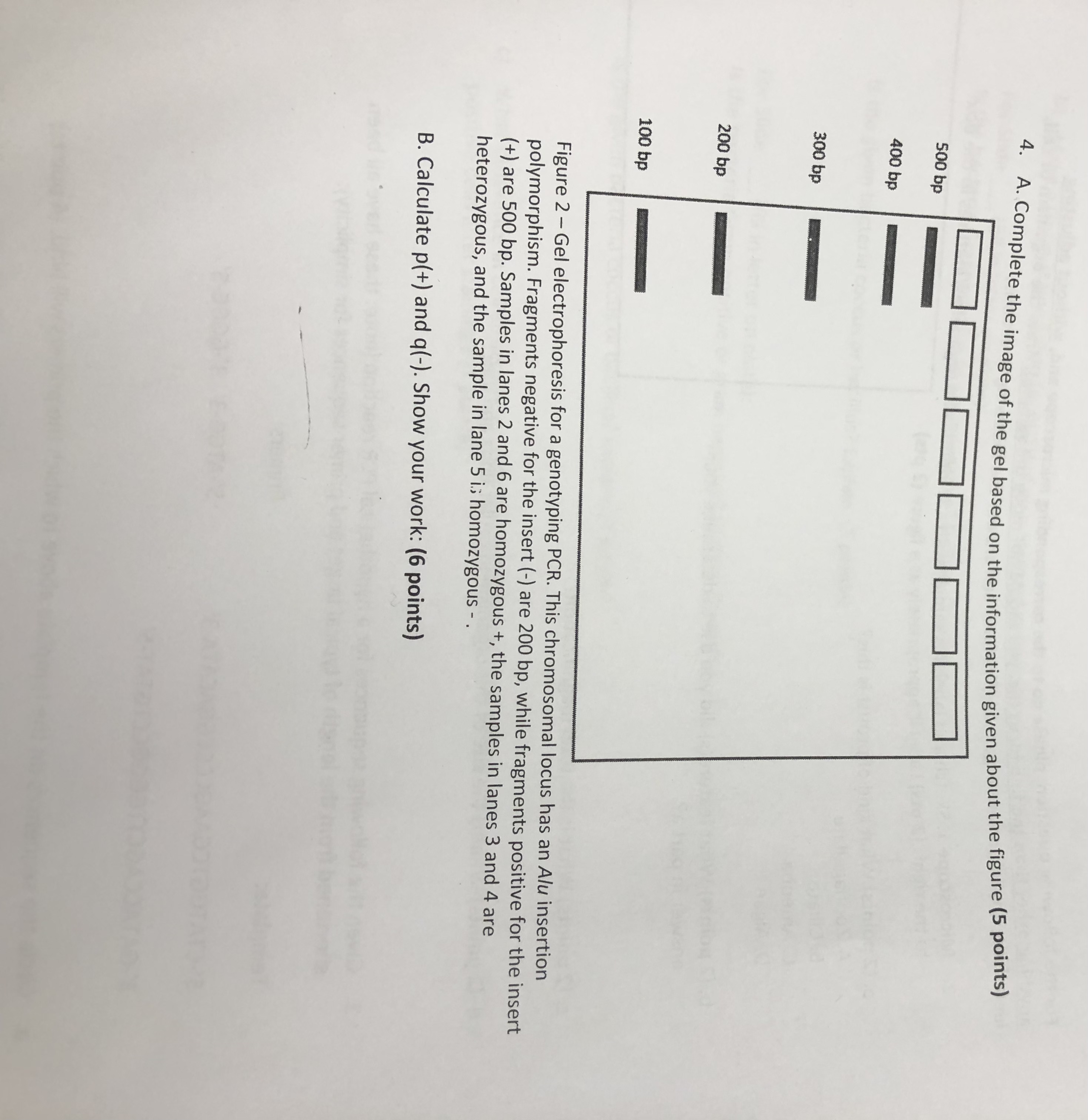 Solved A. ﻿Complete the image of the gel based on the | Chegg.com