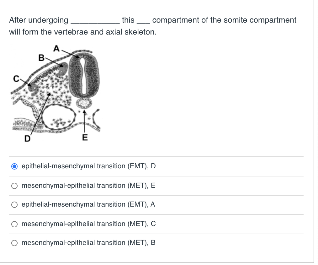 Solved During somite maturation and compartmentalization, | Chegg.com