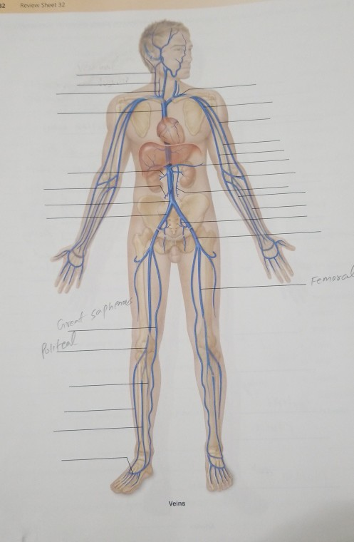 Solved 2 Review Sheet 32 Femox Veins | Chegg.com