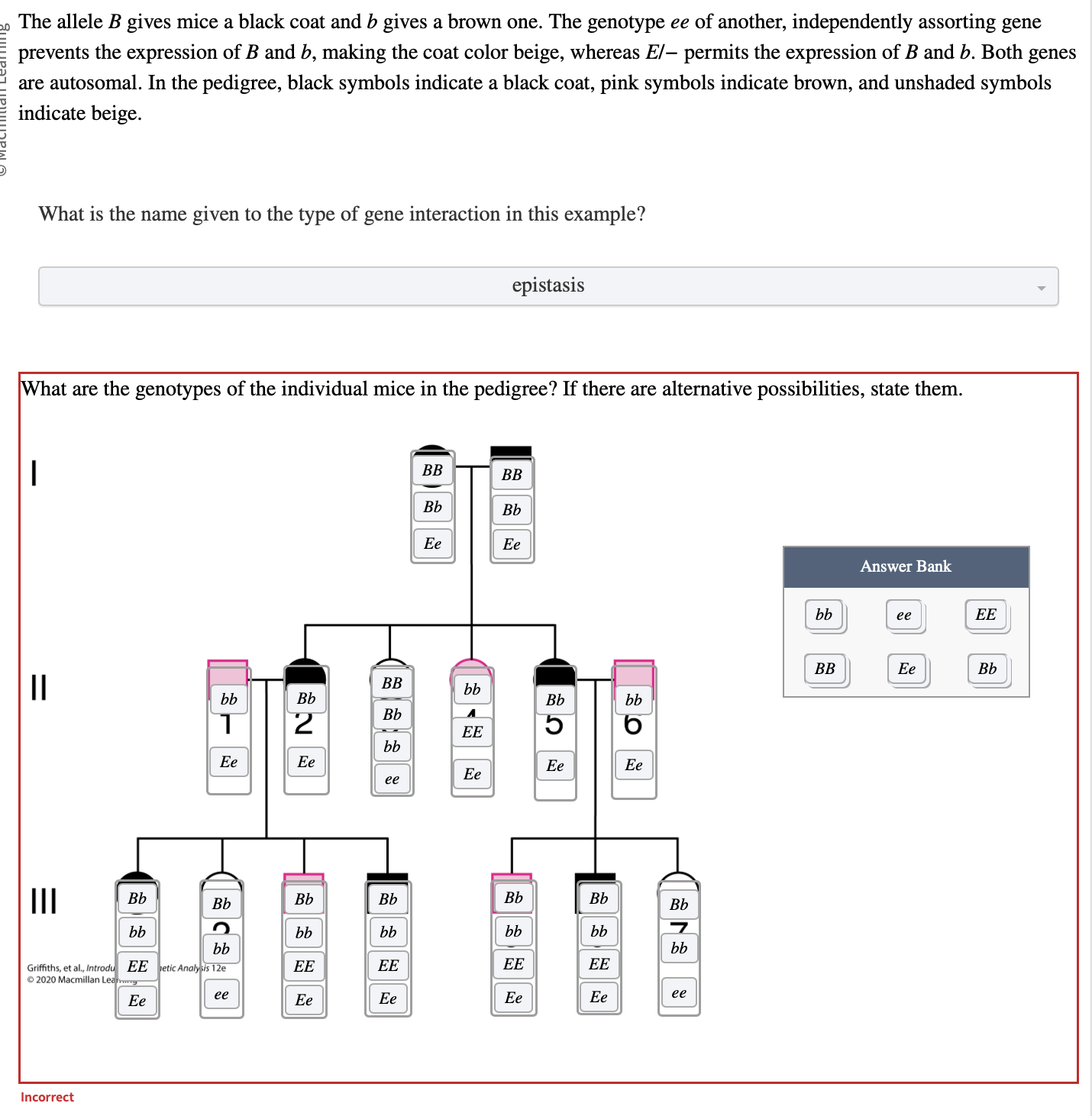 Solved Can someone please help me solve the correct genotype | Chegg.com