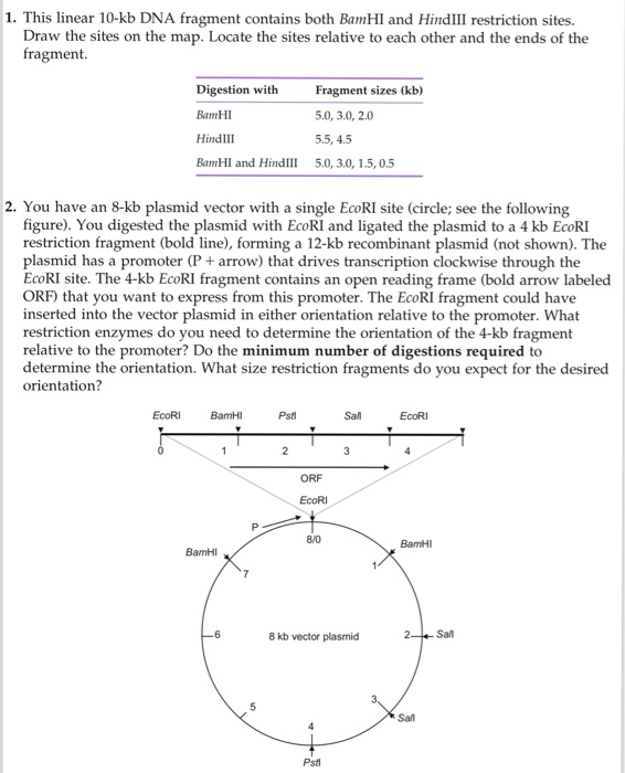 Solved 1. This linear 10-kb DNA fragment contains both BamHI | Chegg.com