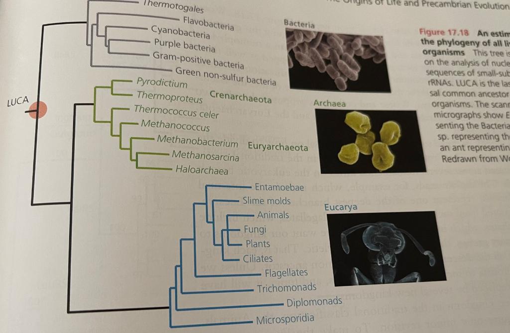 Solved Imagine an extremely primitive organism that has very | Chegg.com