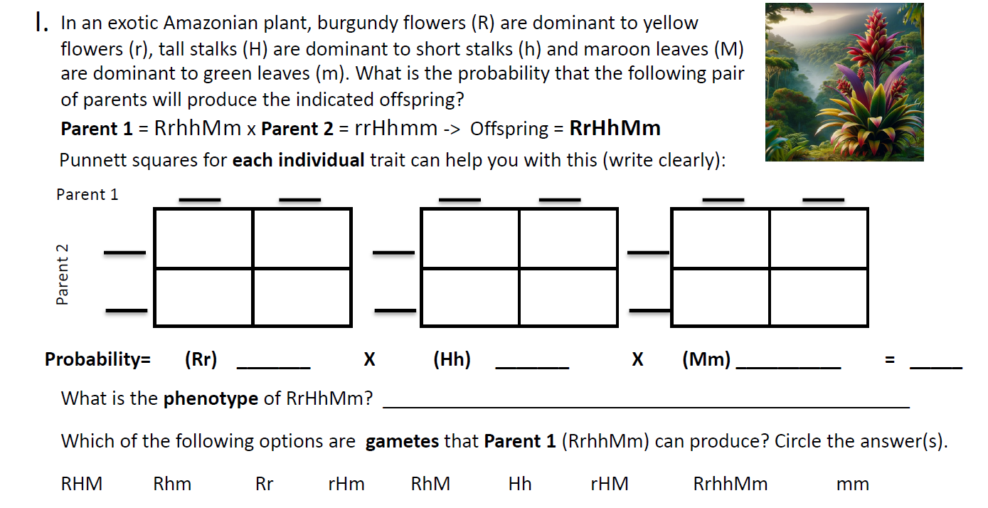 Solved Need help with punnet square. I am getting 1/2 ﻿for | Chegg.com