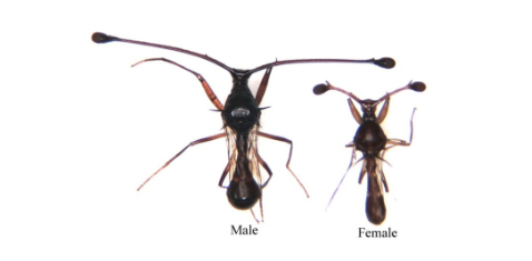 Solved You discover what may be an undescribed stalk-eyed | Chegg.com