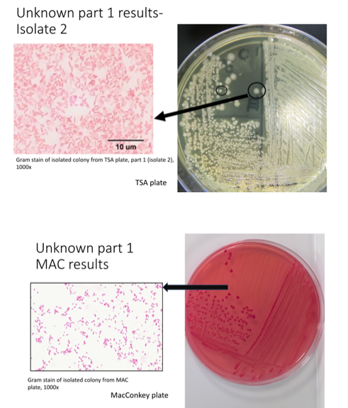 Solved PLEASE HELP For this portion of the Unknowns lab you | Chegg.com