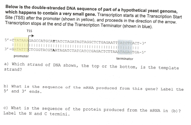 Solved Below is the double-stranded DNA sequence of part of | Chegg.com