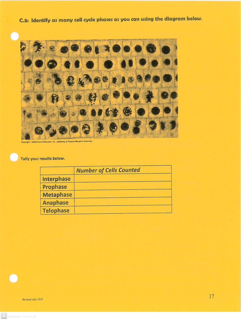 Solved C.5: Identify as many cell cycle phases as you can | Chegg.com