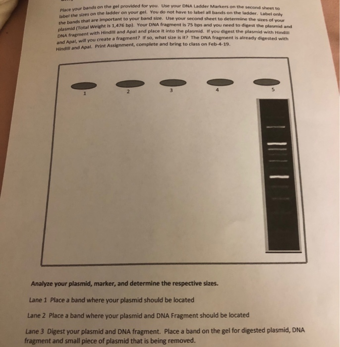 Solved bands on the gel provided for you. Use your DNA | Chegg.com