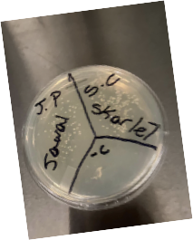 Solved A bacterial transformation protocol was carried out | Chegg.com