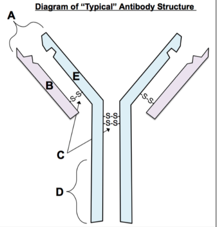 Solved The specificity of an antibody molecule is due to: | Chegg.com