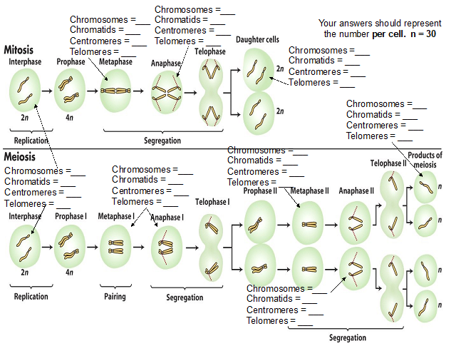Solved How many Chromosomes, Chromatids, Centromeres, and | Chegg.com