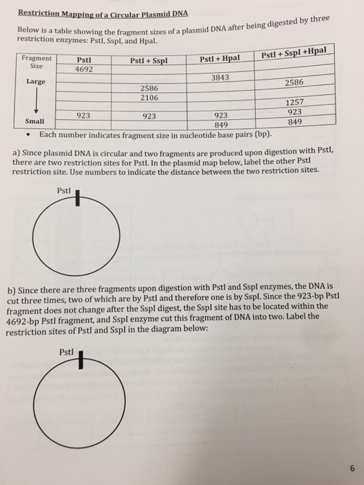 Solved Restriction Mapping of a Circular Plasmid DNA Below | Chegg.com