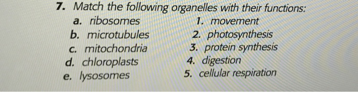 Solved Match the following organelles with their functions: | Chegg.com