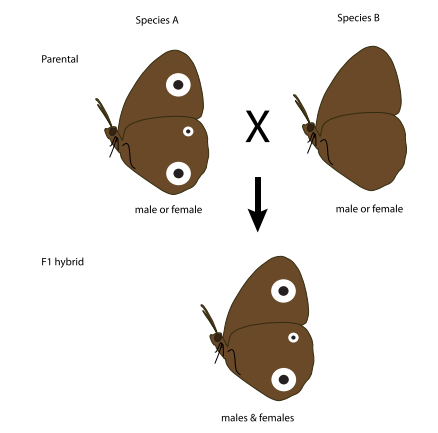 Solved You are interested in understanding the genetic basis | Chegg.com