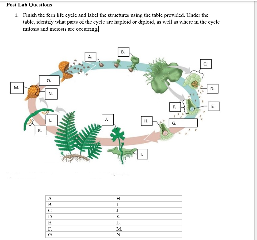 Solved Post Lab Questions 1. Finish the fern life cycle and | Chegg.com