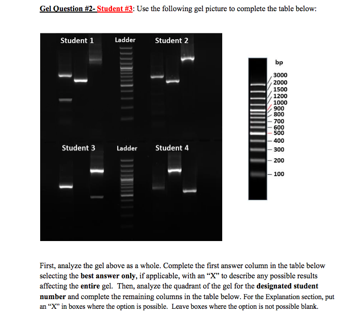 Gel Question #2- Student #3: Use the following gel | Chegg.com
