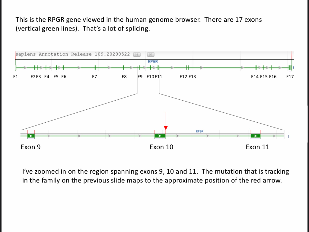 This is the RPGR gene viewed in the human genome | Chegg.com