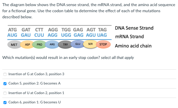 Solved The diagram below shows the DNA sense strand, the | Chegg.com