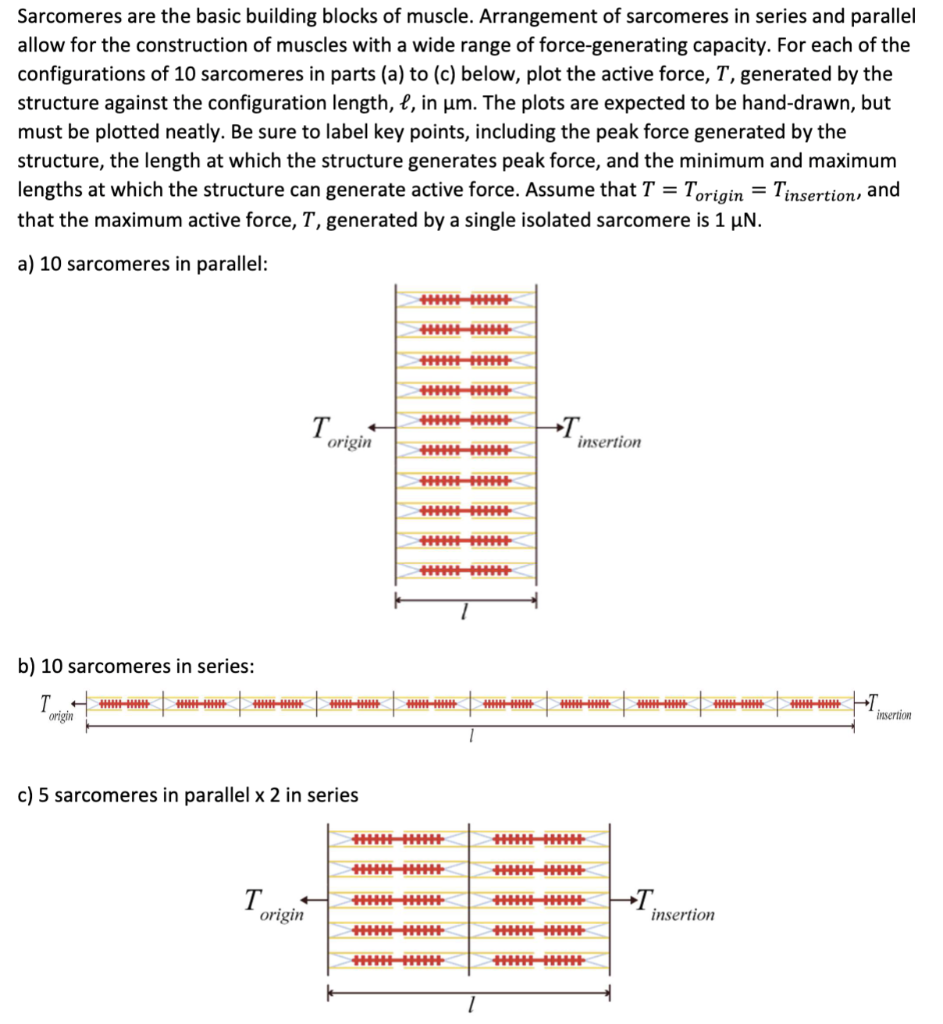Solved Sarcomeres are the basic building blocks of muscle. | Chegg.com