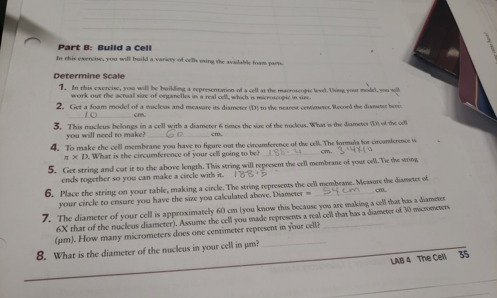 Solved Part B: Build a Cell In this exercise, you will build | Chegg.com