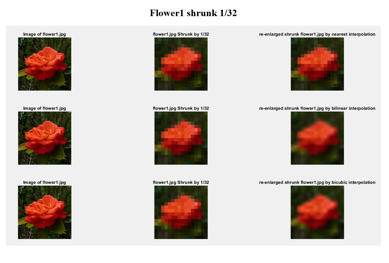 Solved Flower1 shrunk 1/32 re-enlarged shrunk flower1.jpg by | Chegg.com