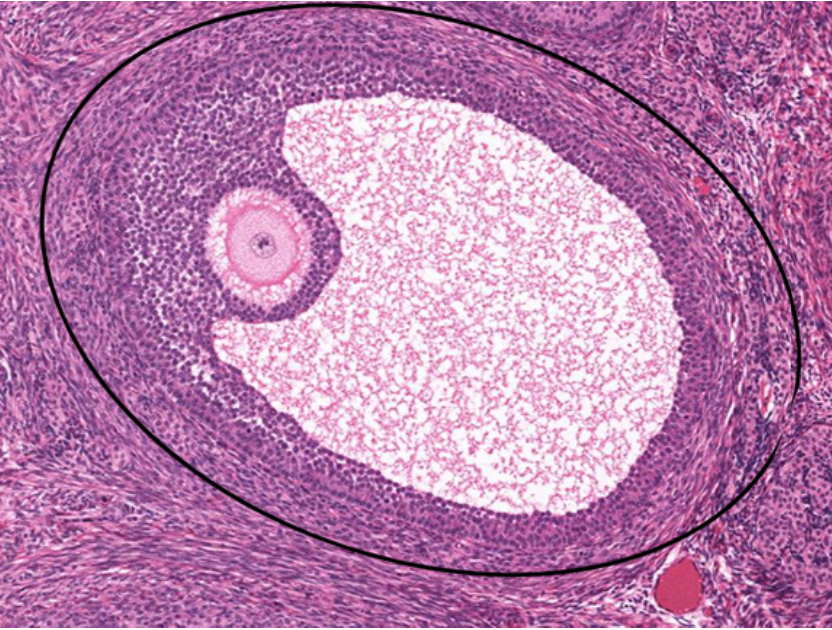 Solved 1. the red asterisk is on the nucleus of what cell | Chegg.com